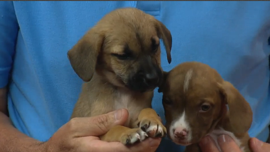 Stray animals up for adoption through Stray Animal Adoption Program