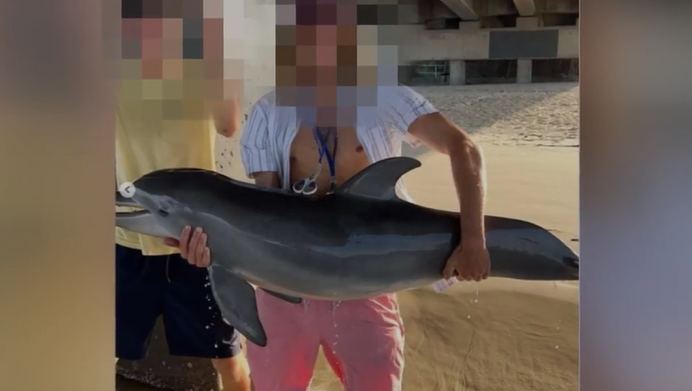 Baby dolphin believed dead after Florida man picked it up