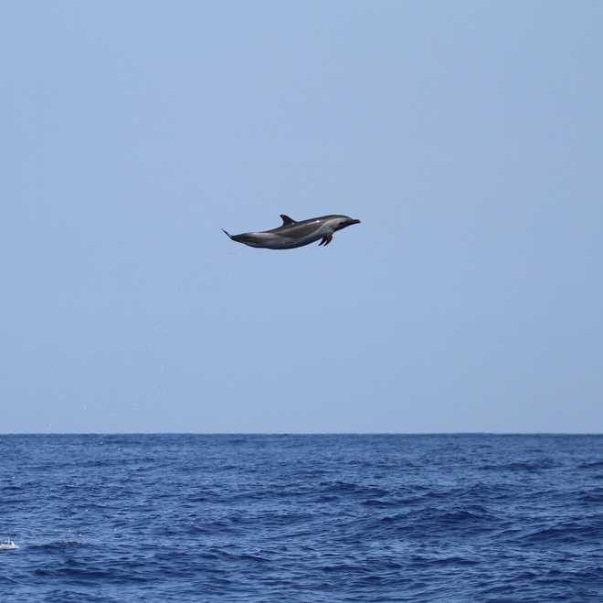 'Michael Jordan of dolphins': Dolphin's wild jump caught on cam