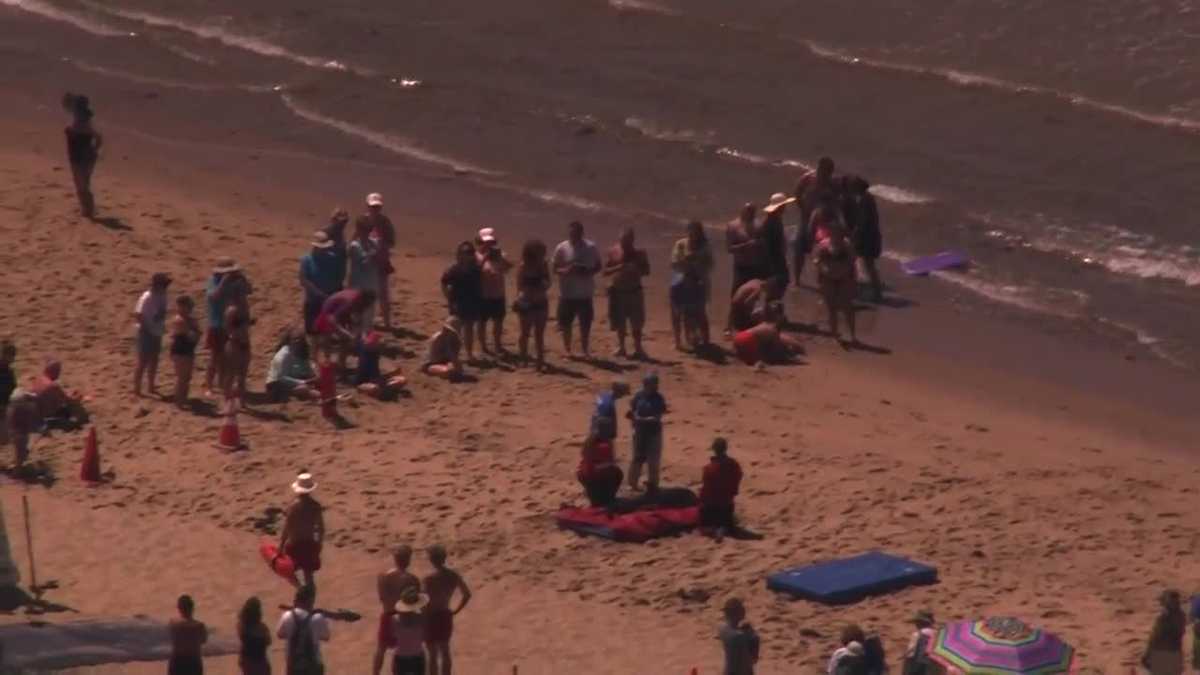 Rescued dolphins returned to ocean off Cape Cod