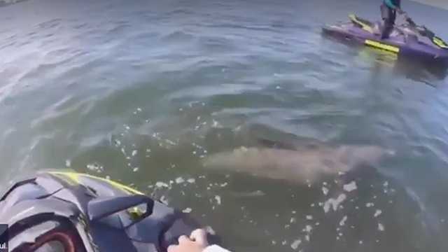 Whoa! Video captures people on personal watercraft helping dolphin ...