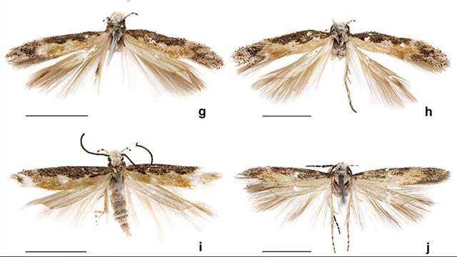New species of moth named for Donald Trump