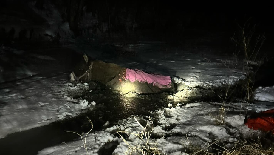 Donkey rescued from icy pond by Cranberry Twp. firefighters, Beaver ...
