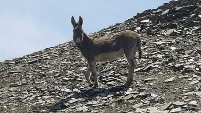 Stranded, injured donkey brings Mariposa County community together