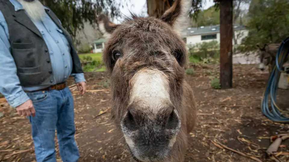 Famous Bay Area donkey with ties to 'Shrek' franchise dies at age 30