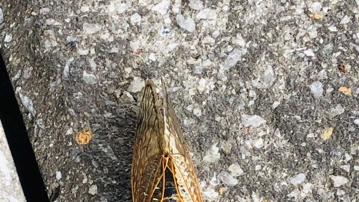 Photos: See the Brood X Cicadas emerging in Maryland