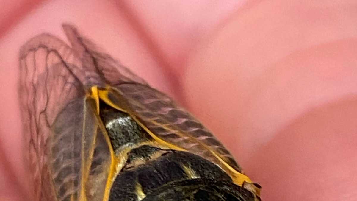 Photos: See the Brood X Cicadas emerging in Maryland
