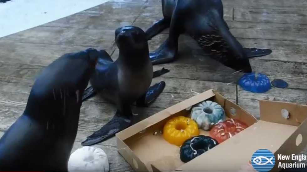 Seals, sea lions enjoy donut day too!