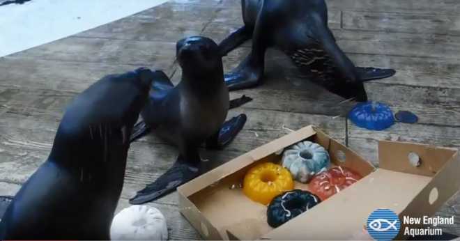 Seals, sea lions enjoy donut day too!