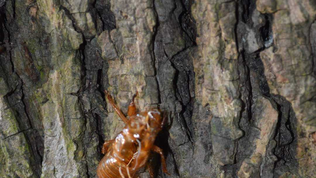 Photos: See the Brood X Cicadas emerging in Maryland