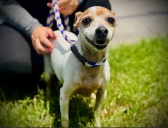 Adoptable pets at Orange County Animal Services