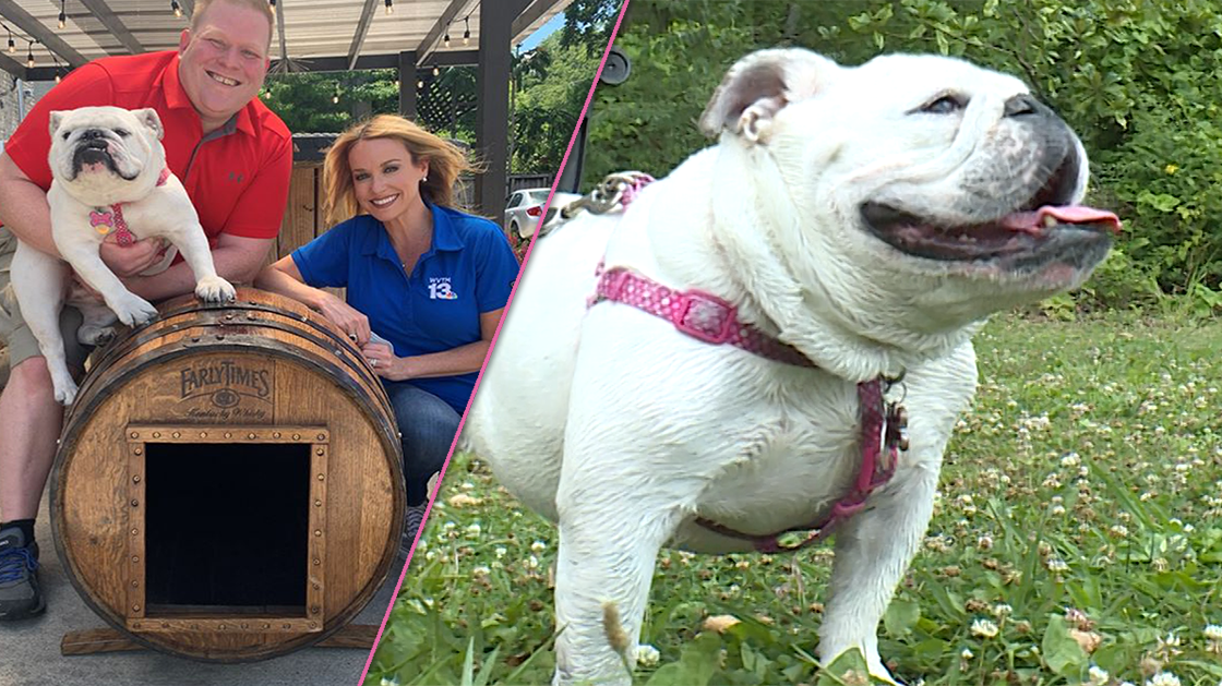 DORIS: Beloved bulldog in Birmingham named finalist in 'All American ...