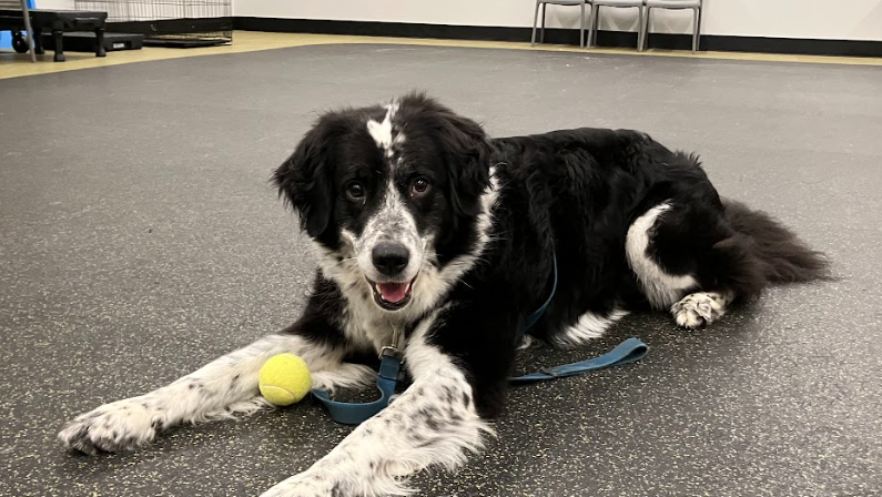 Meet the Nebraska Humane Society's pet of the week