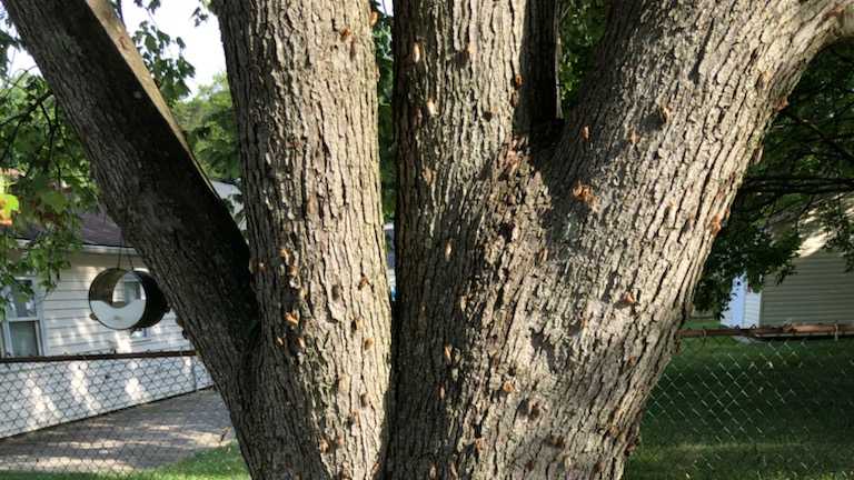 Photos: See the Brood X Cicadas emerging in Maryland