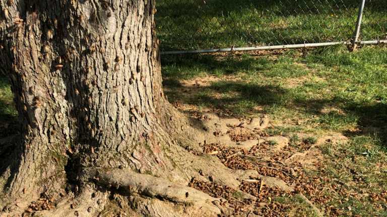 Photos: See the Brood X Cicadas emerging in Maryland