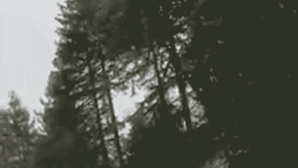 4 signs you need your tree removed