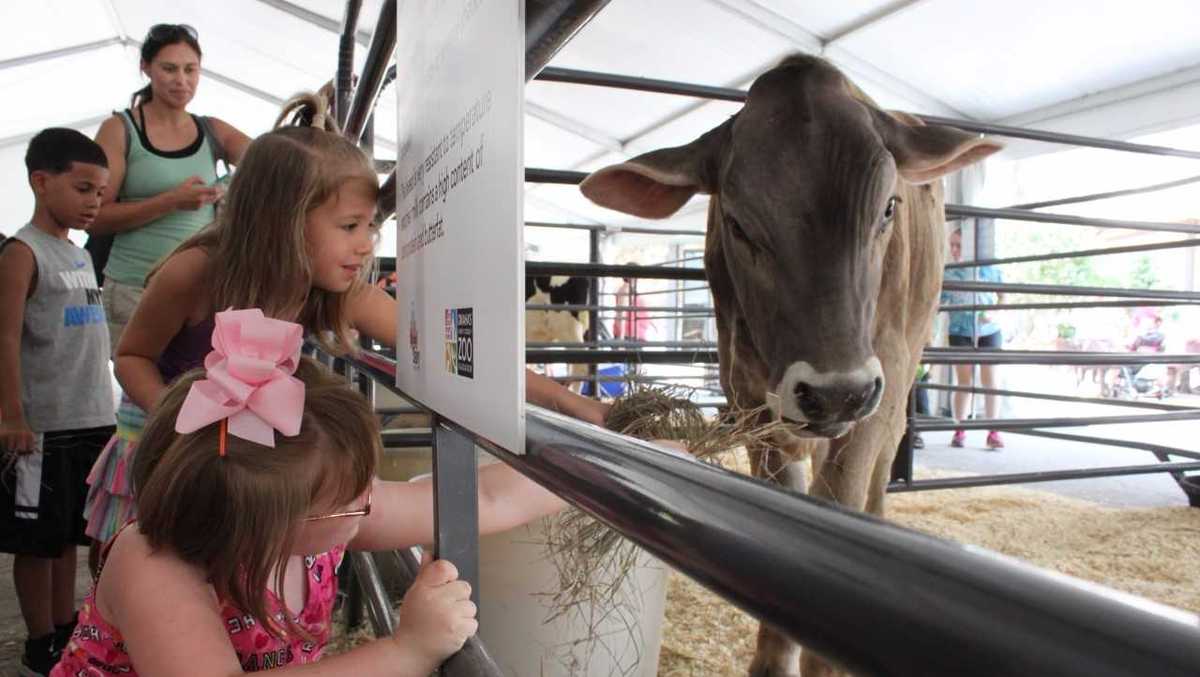 'Moo at the zoo' event takes place this weekend