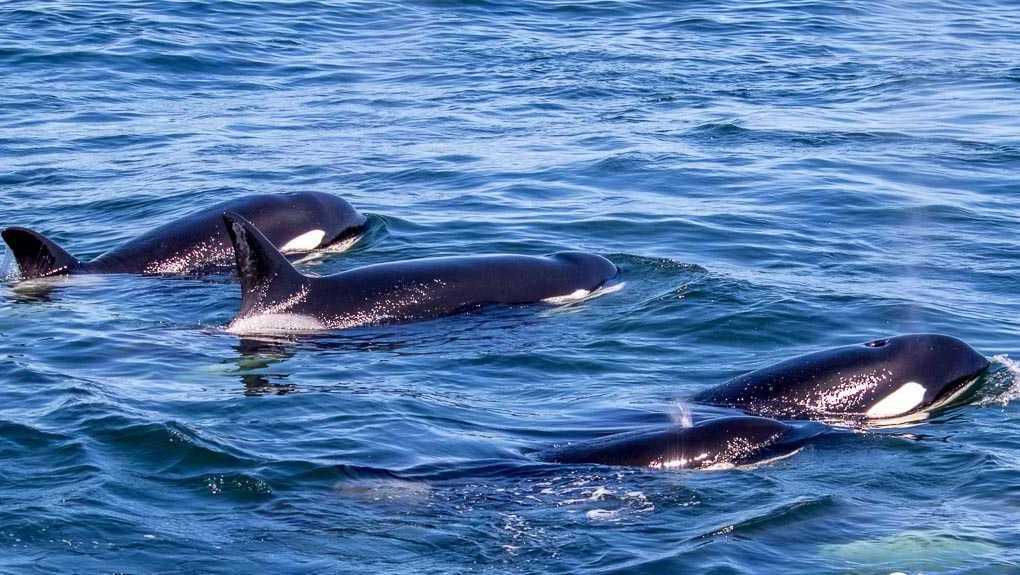 Orca invasion in the Monterey Bay