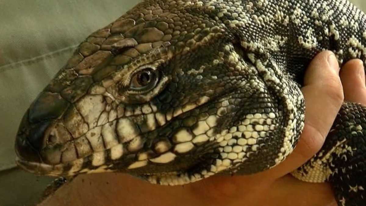 This exotic lizard that grows up to 4 feet might turn Georgia into a ...