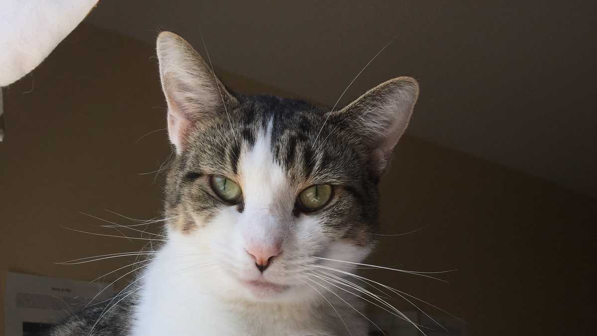 These adorable kitties need new homes!