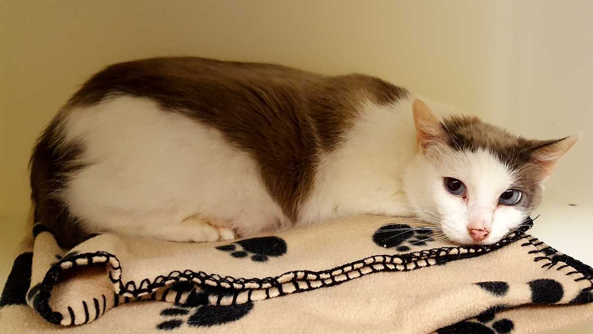 These adorable kitties are all looking for new homes!