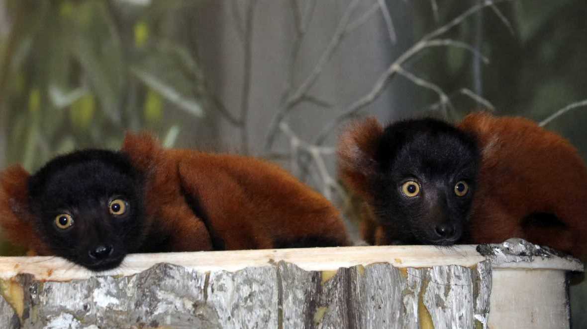 Meet the 2 new faces at the Omaha Zoo