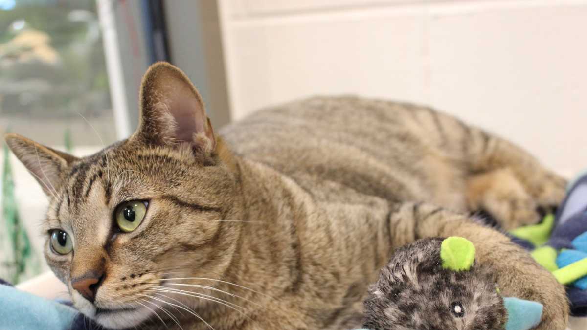 These adorable pets need new homes!