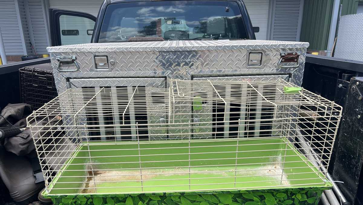 South Carolina: Drowned rabbits found at boat landing