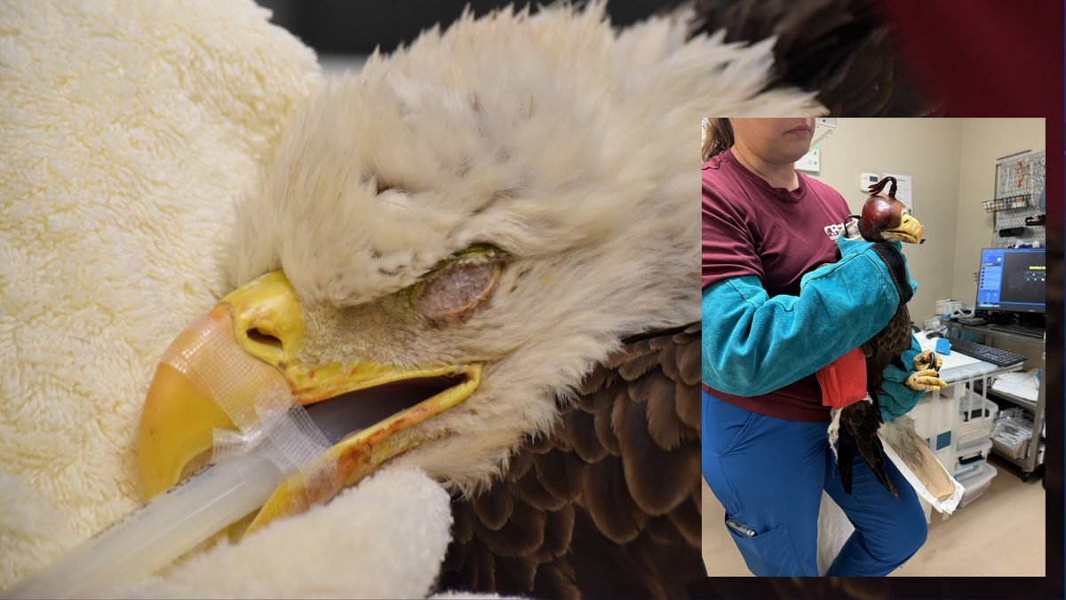 Cape Coral bald eagle recovers at CROW wildlife hospital after being ...