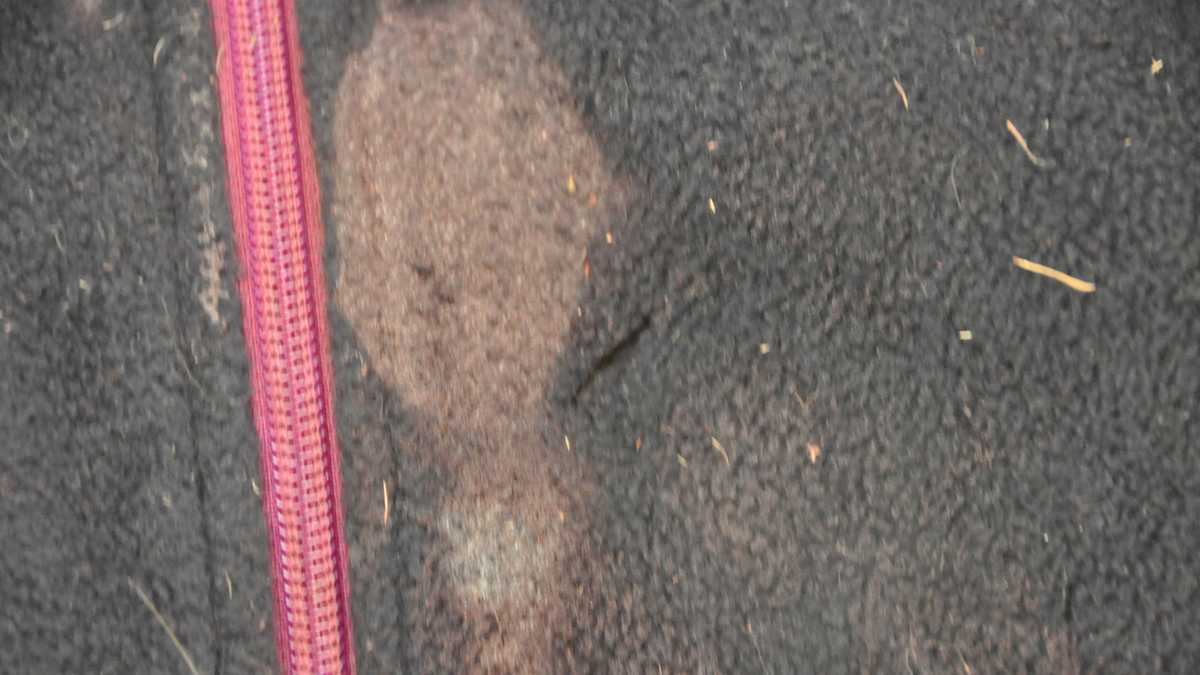 Photos: Crime scene evidence from Slender Man stabbing released