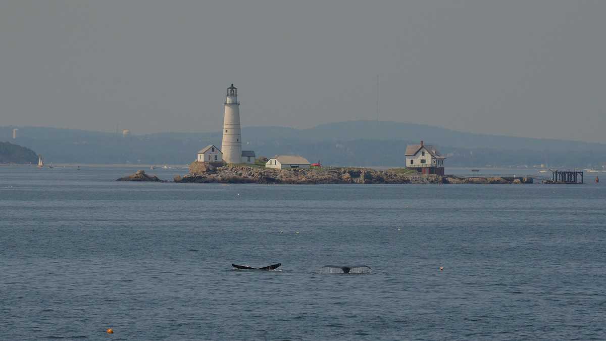 Humpback whales seen in Boston Harbor