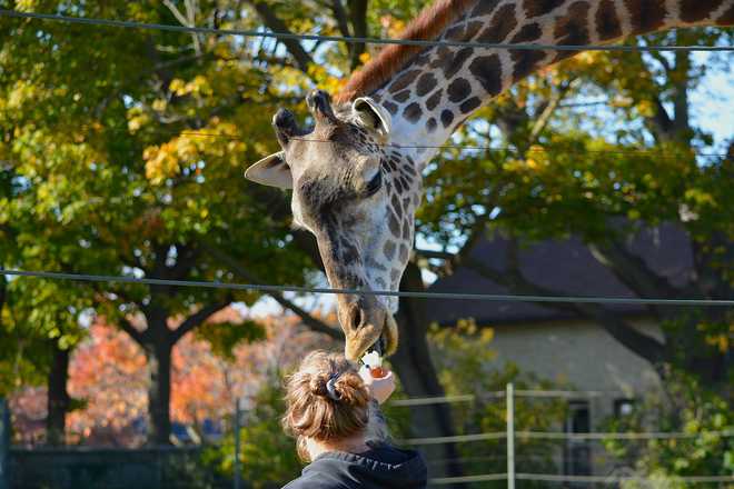 Giraffe dies after fall at Racine Zoo
