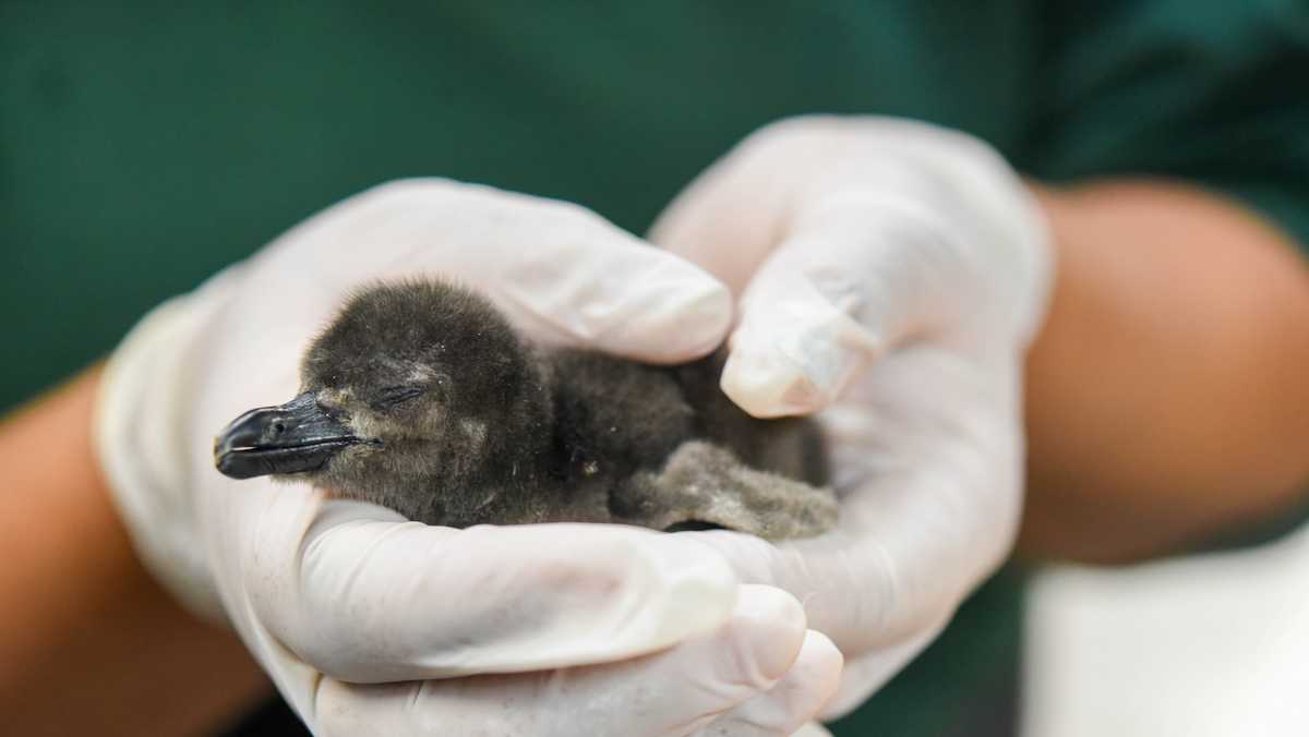 African penguin chicks hatch at Maryland Zoo