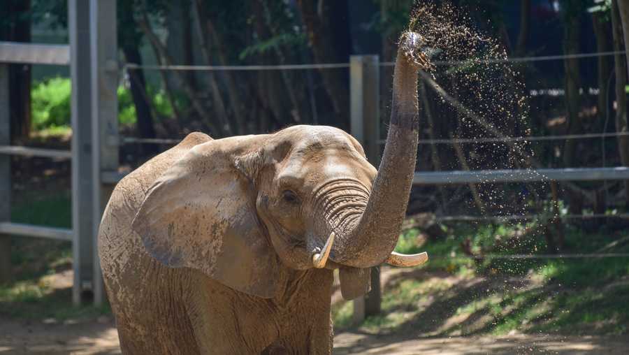 Maryland Zoo announces loss of oldest African elephant
