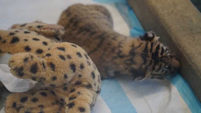 PHOTOS: 10-day-old tiger cubs bottle-feed at Cincinnati Zoo