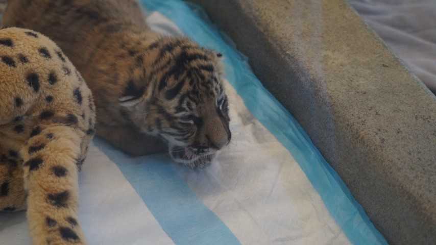 PHOTOS: 10-day-old tiger cubs bottle-feed at Cincinnati Zoo