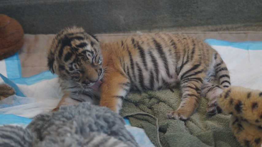 PHOTOS: 10-day-old tiger cubs bottle-feed at Cincinnati Zoo