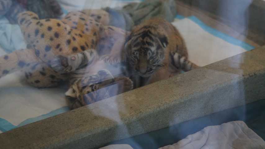 PHOTOS: 10-day-old tiger cubs bottle-feed at Cincinnati Zoo