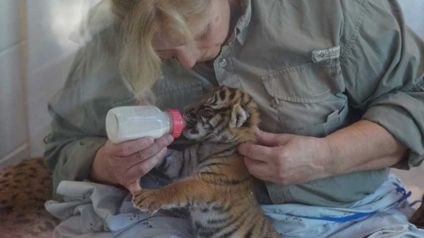 PHOTOS: 10-day-old tiger cubs bottle-feed at Cincinnati Zoo