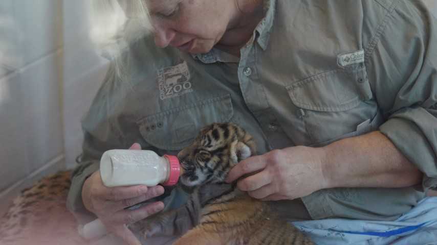 PHOTOS: 10-day-old tiger cubs bottle-feed at Cincinnati Zoo