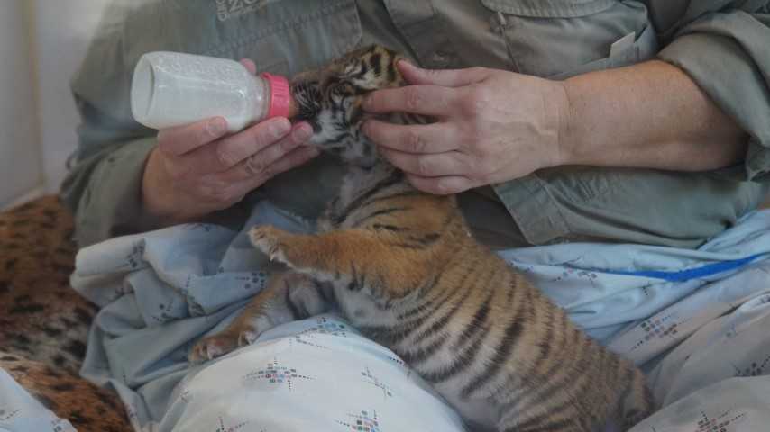 PHOTOS: 10-day-old tiger cubs bottle-feed at Cincinnati Zoo