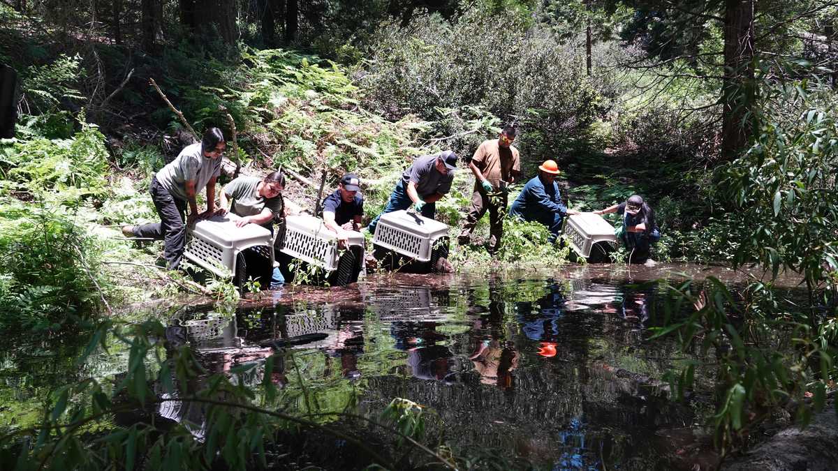 Beavers released into California river in effort to combat drought