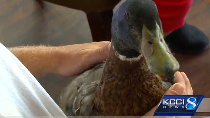 Beloved therapy duck, Webster, dies in accident