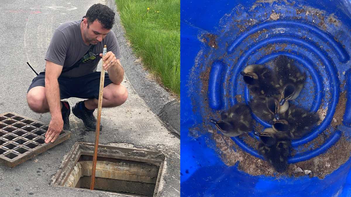 Ducklings rescued from storm drain by firefighters in Biddeford