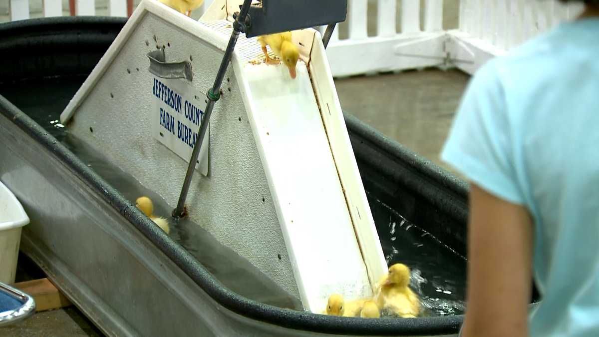 WATCH: Duck slide might be cutest thing at Kentucky State Fair