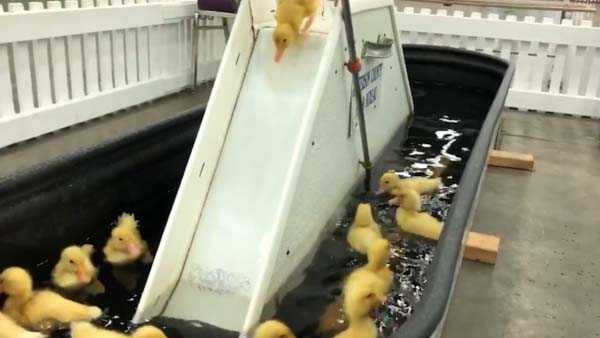 'Duck slide' could be cutest thing at Kentucky State Fair