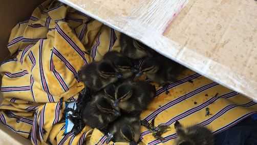 9 ducklings rescued from drain at IKEA's parking lot