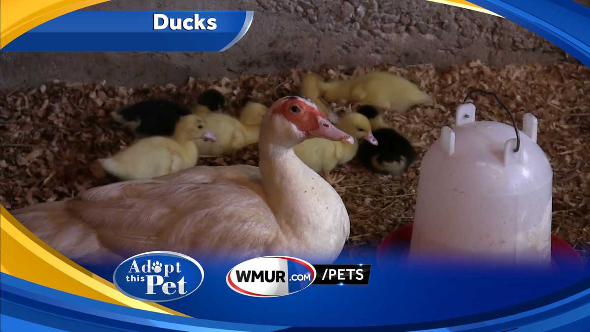 Adopt This Pet: Ducks and ducklings