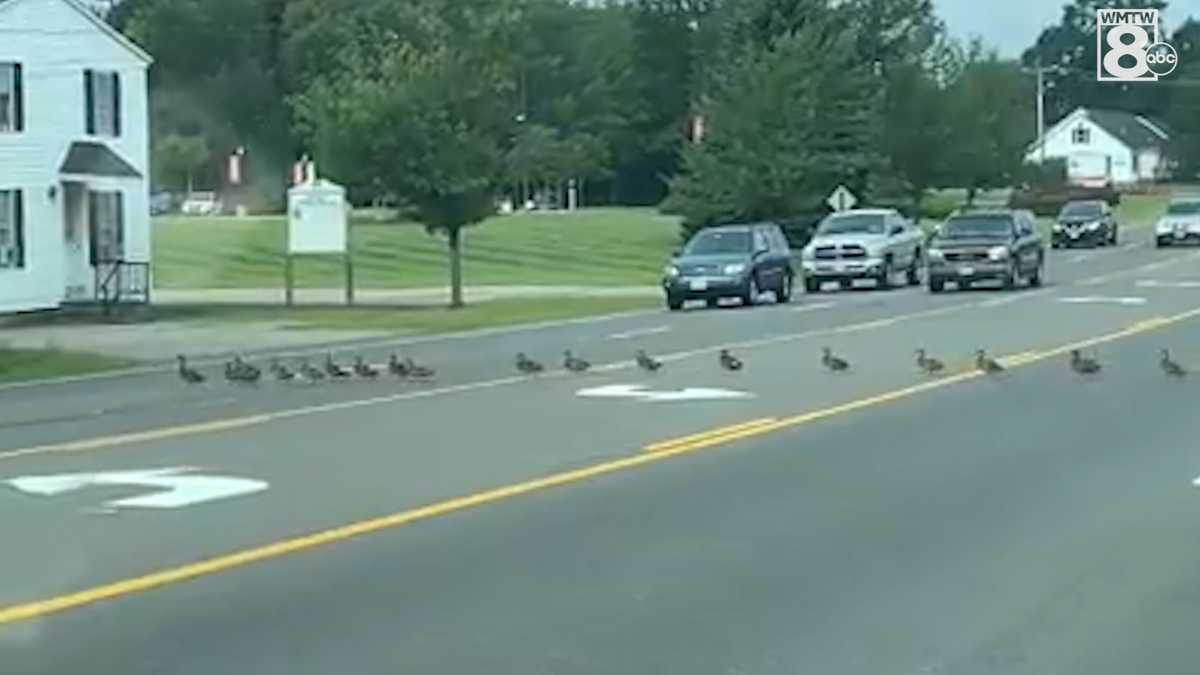 VIDEO: Watch as drivers stop to let more than 40 ducks cross busy Maine ...
