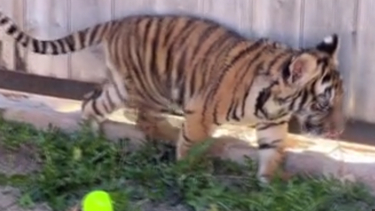 Duke the tiger cub has fun with canine playmate